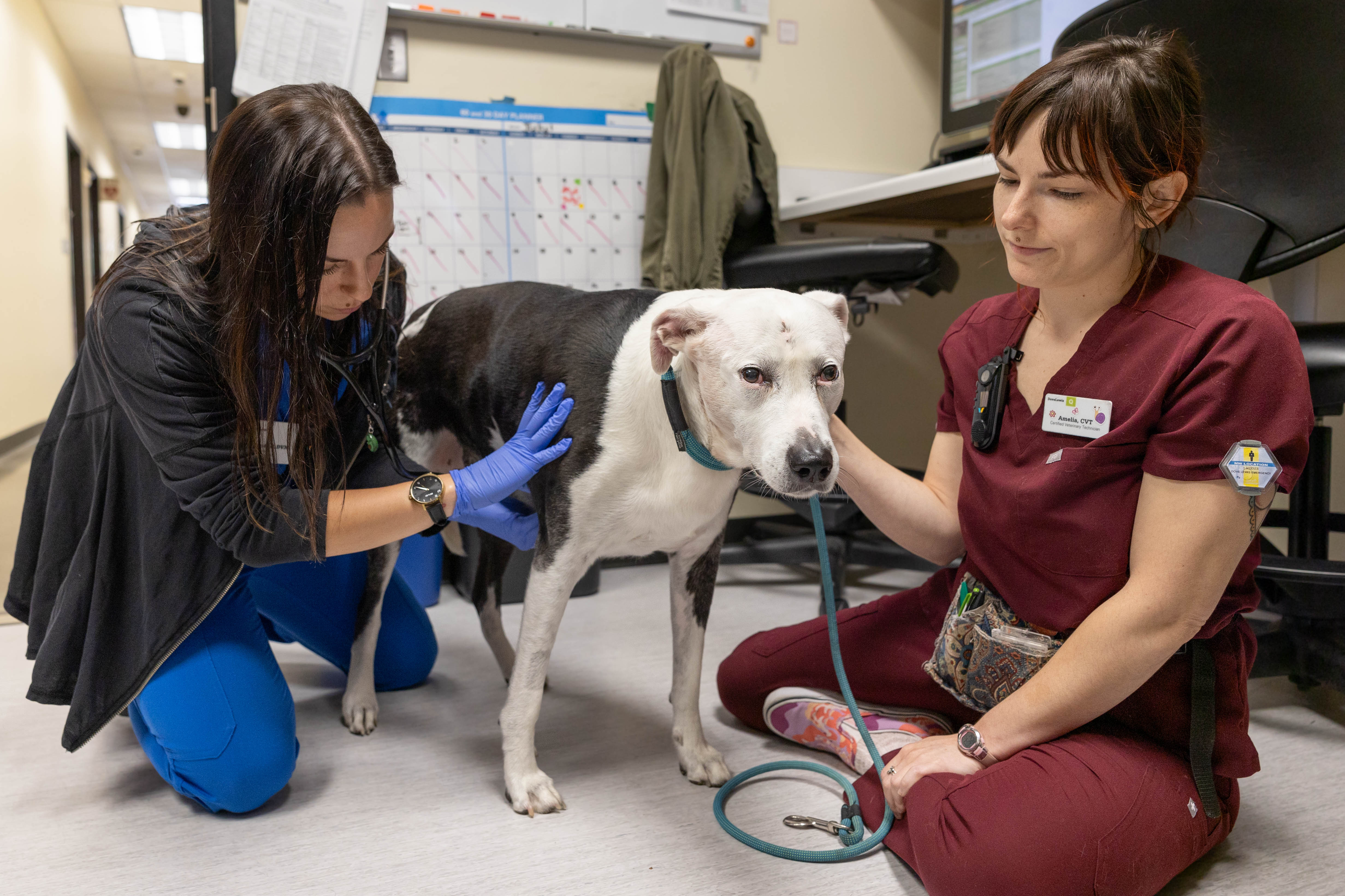 atDove Blog | Veterinary Training Blog